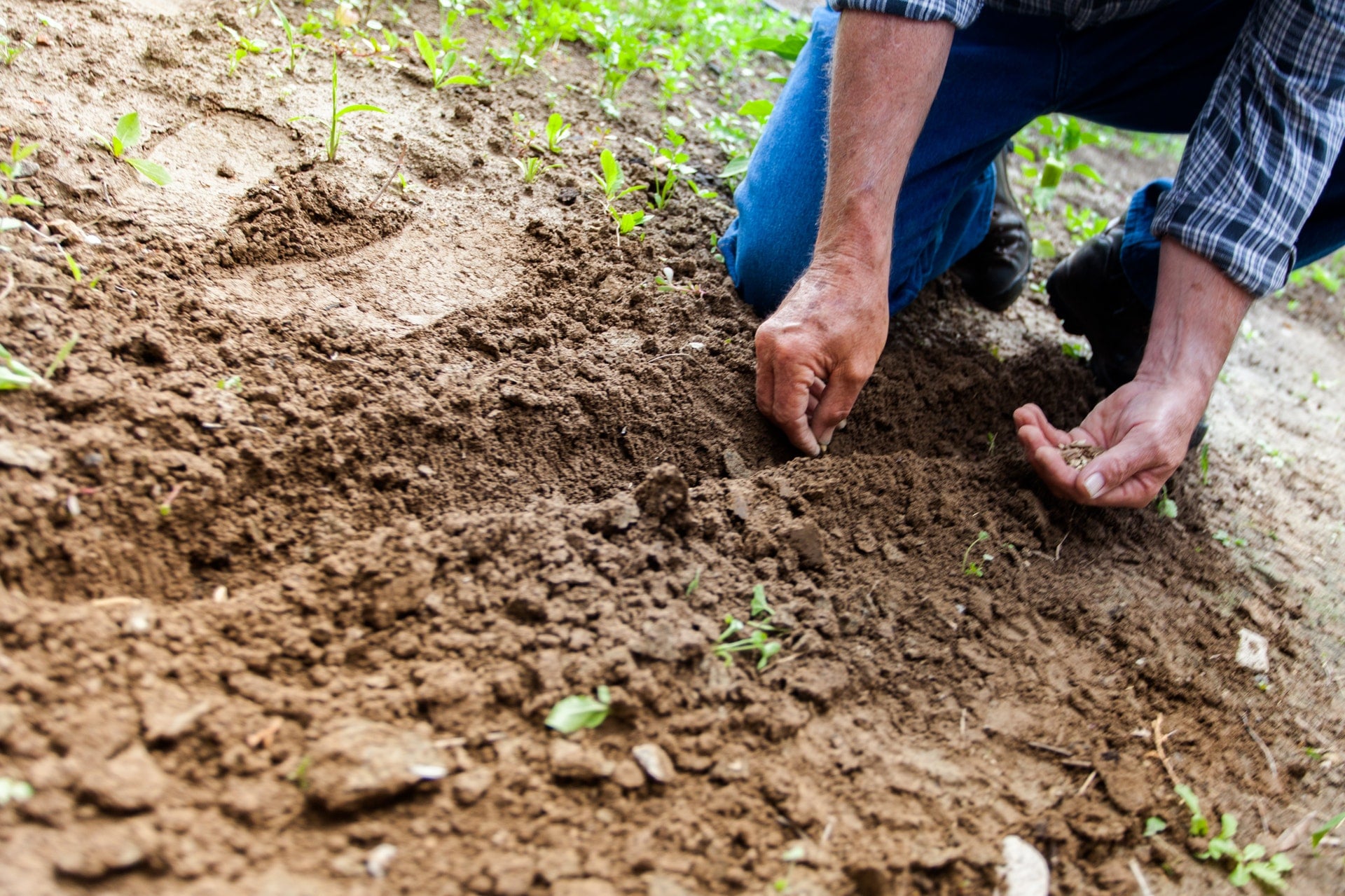 5 Crater of Diamonds State Park Tips for Gem Hunting
